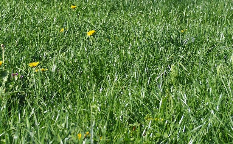 Update onkruidbestrijding grasland - Melkveebedrijf.be